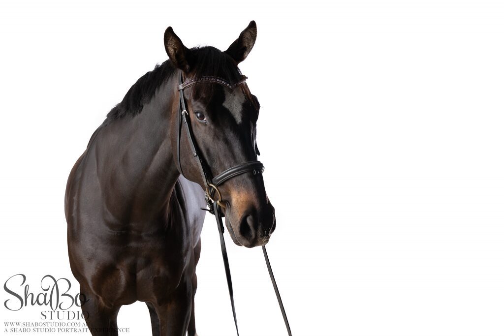 Equine Fine Art - ShaBo STUDIO